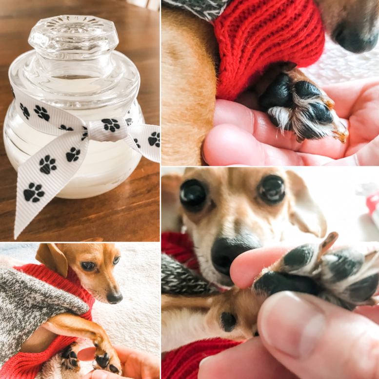 DIY Dog Paw Butter Balm
