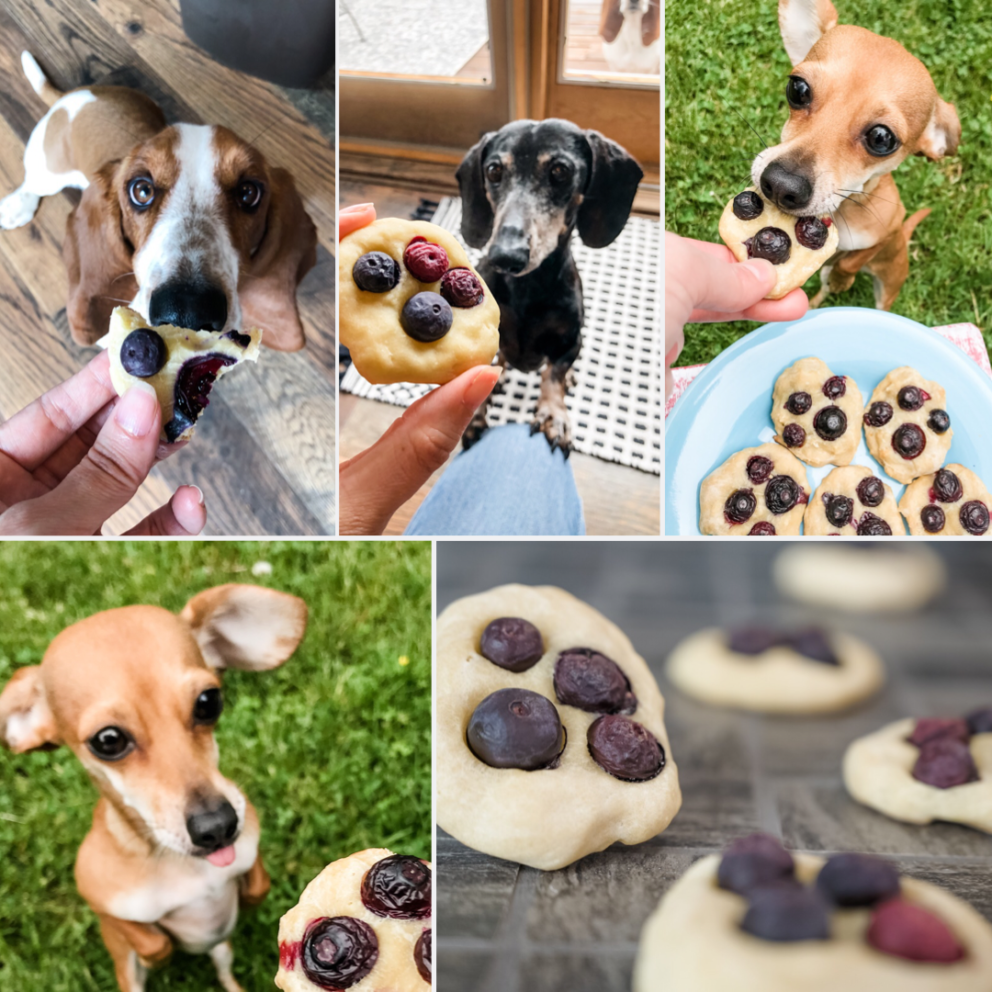 Paw Print Blueberry Buns