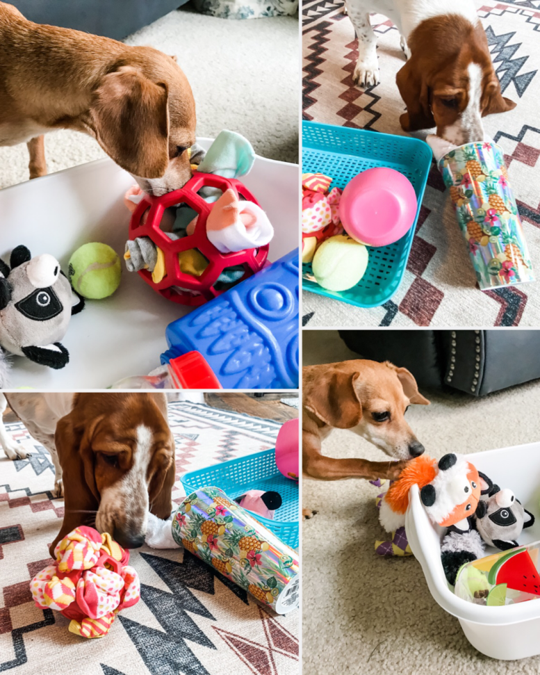 Dollar Tree DIY - Boredom Buster Busy Dog Box